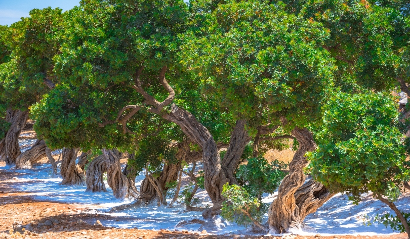 Αυτός είναι ο λόγος που η μαστίχα παράγεται μόνο στη Χίο: Το φυσικό και ...