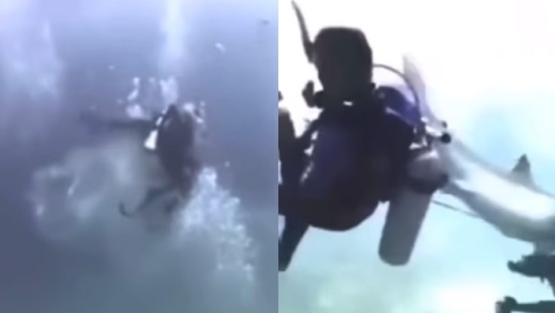 Η συγκλονιστική στιγμή που καρχαρίας επιτίθεται σε τέσσερις δύτες ...