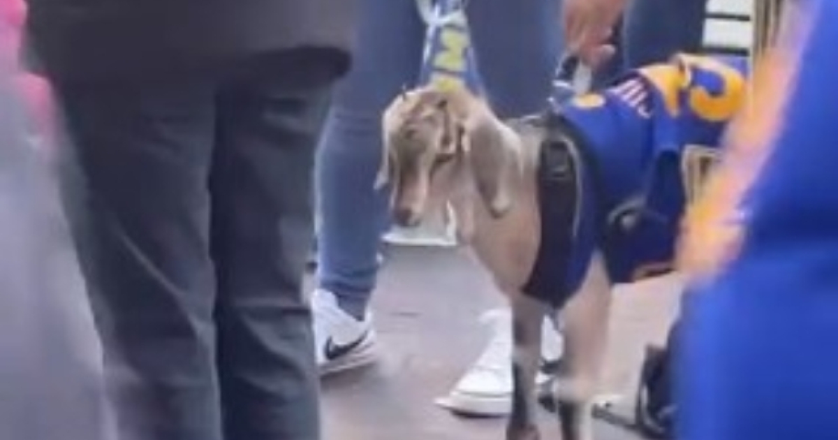 Κάρι: Φίλαθλος των Γουόριορς έβαλε σε κατσίκα (GOAT) τη φανέλα του (vid) | Gazzetta