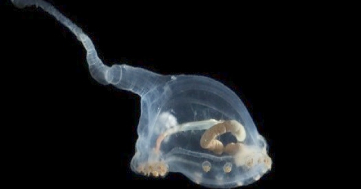 Alien-like creatures have appeared for the first time in the dark ...