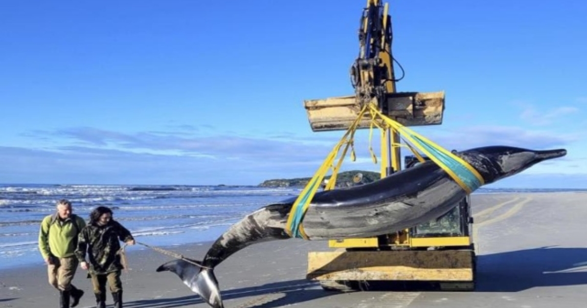 Άναυδοι οι ζωολόγοι: Η πιο «σπάνια» φάλαινα του κόσμου ξεβράστηκε σε ...